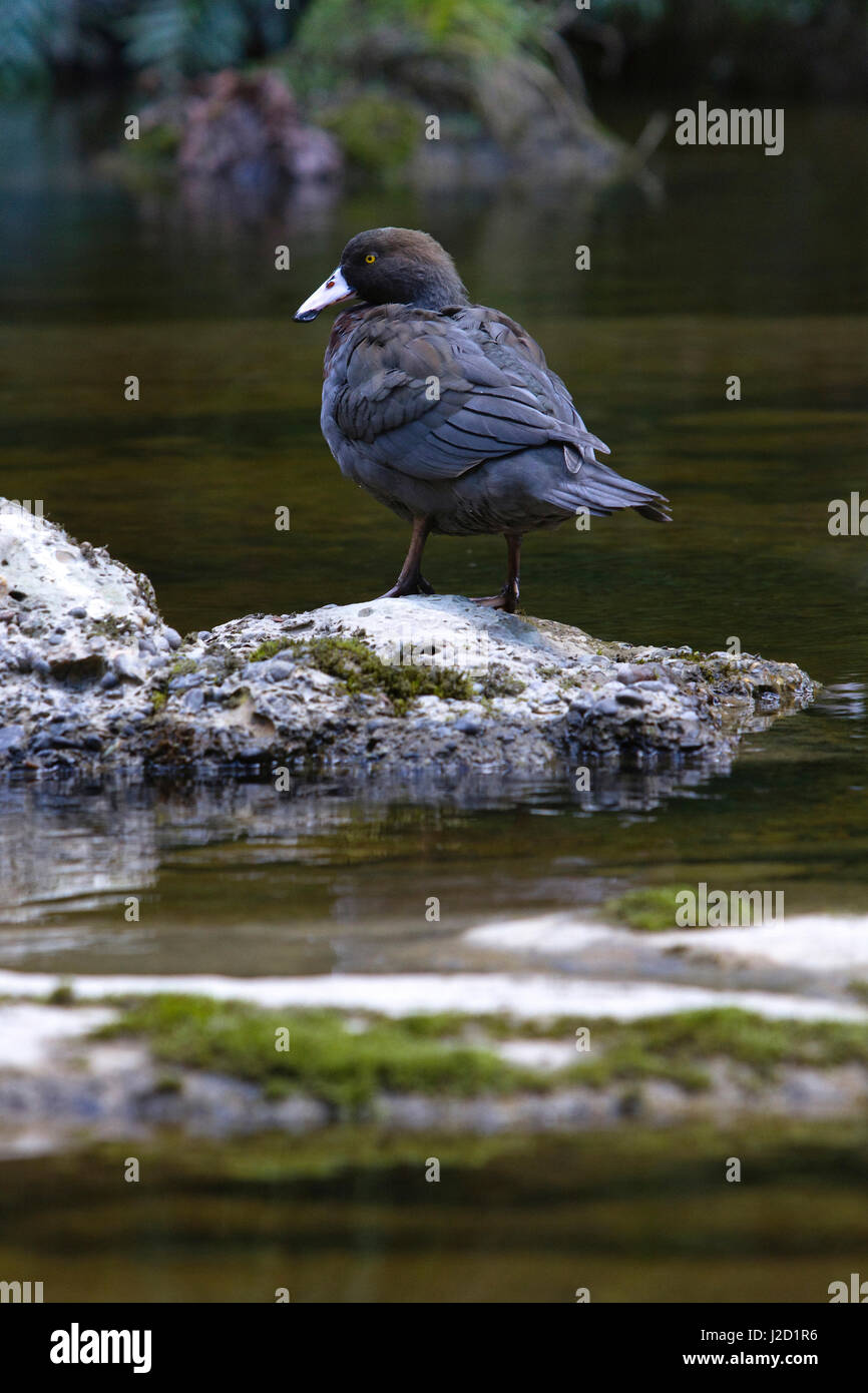 This Blue Duck (Hymenolaimus malacorhynchos), aka Whio, is an ...