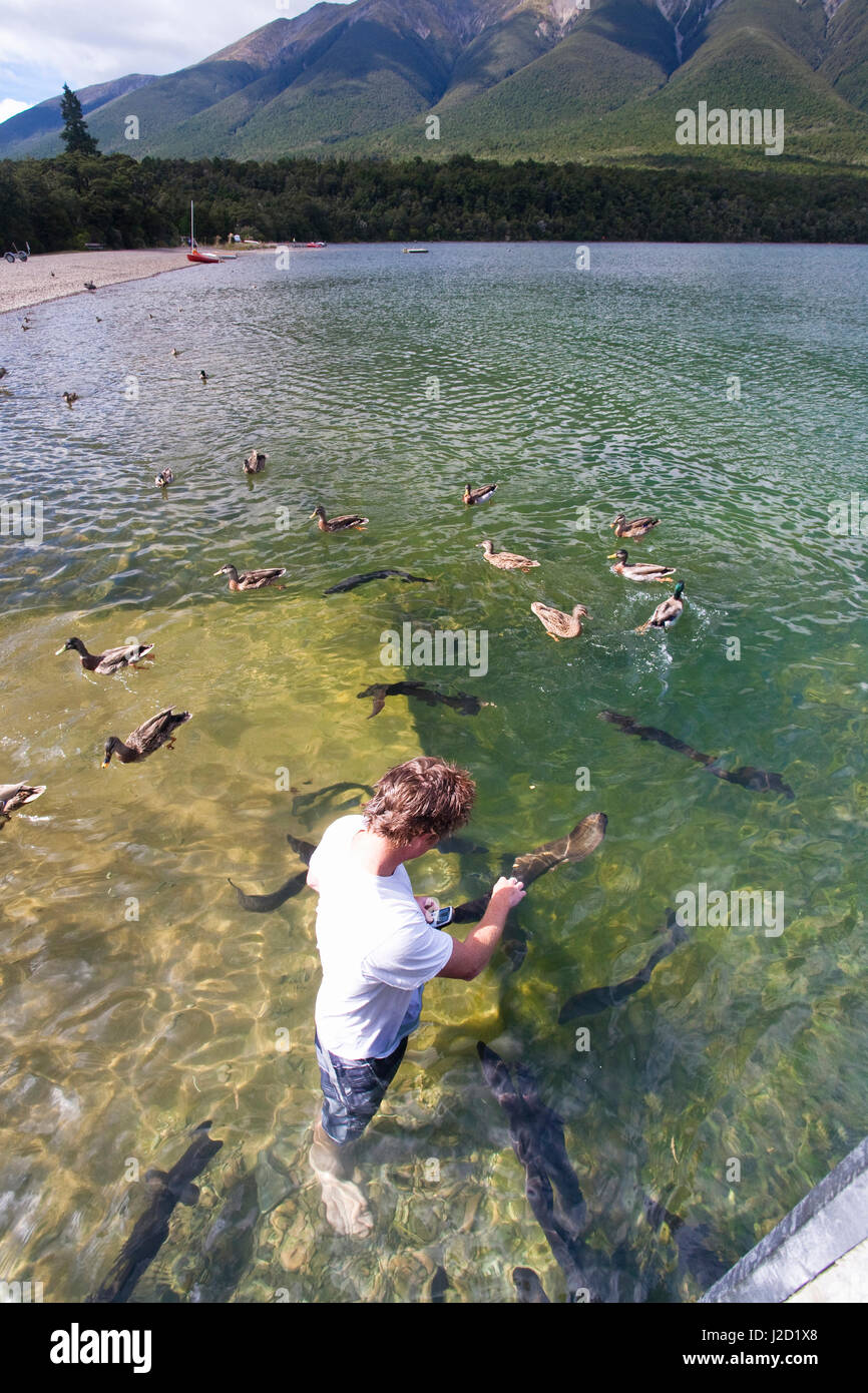 Feeding New Zealand longfin eels (Anguilla dieffenbachii) that live ...