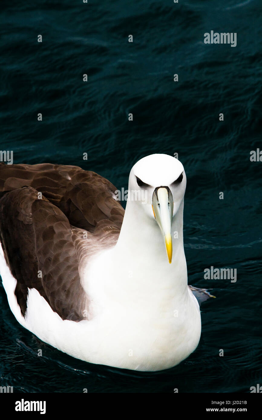 Shy albatross (Thalassarche cauta) gracefully poses for photo's around ...