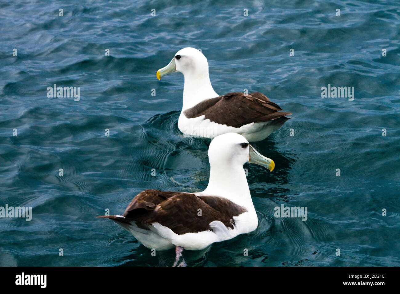 Shy albatross (Thalassarche cauta) gracefully poses for photo's around ...