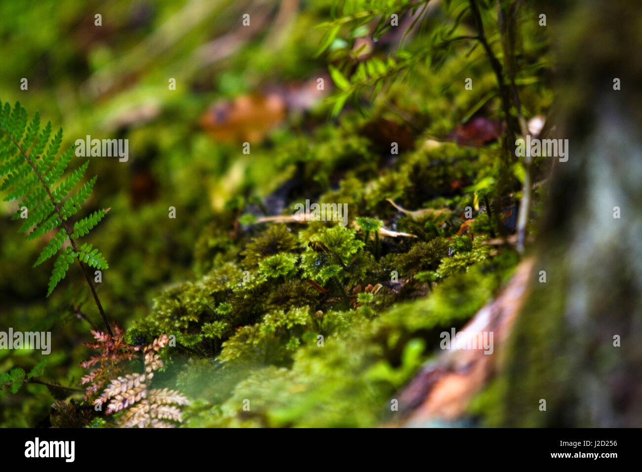 Vibrant green moss growing in the forest, Ulva Island, New Zealand ...