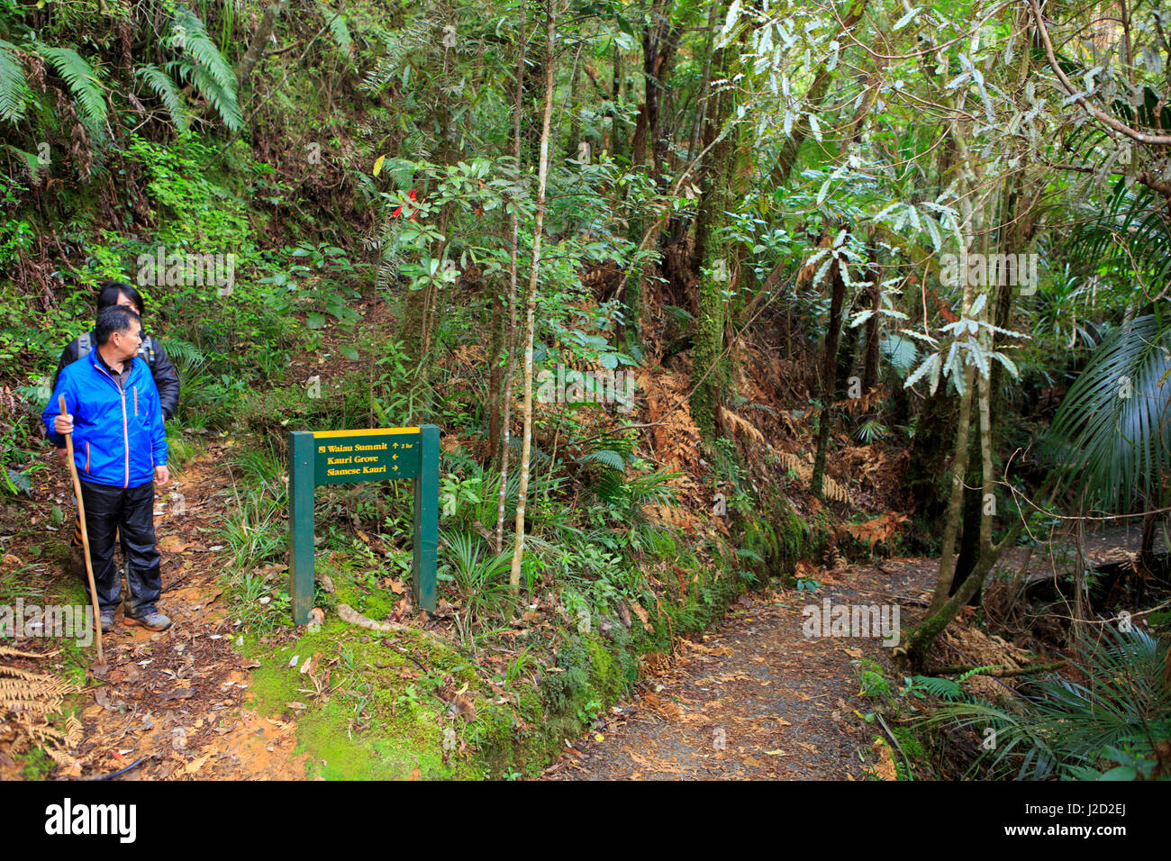The Kauri Lookout Trail within the Waiau Falls Scenic Reserve on the ...