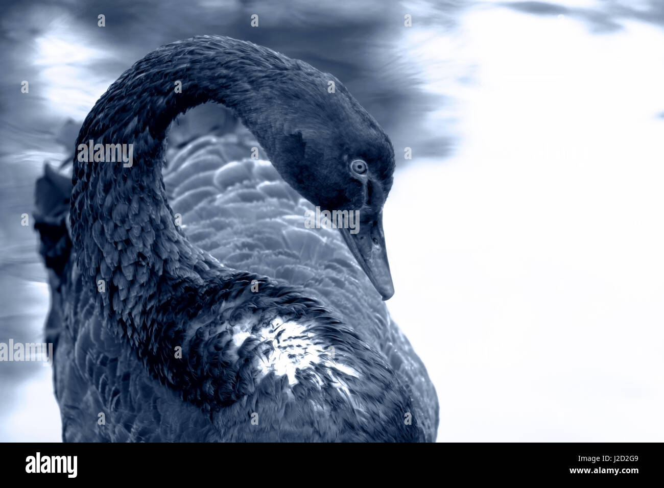 Black Swan. Rare beautiful bird. Not a typical black color for a swan ...