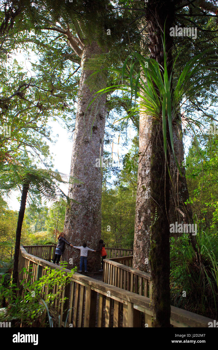 The huge Kauri trees of the Waiau Falls Scenic Reserve are a popular ...