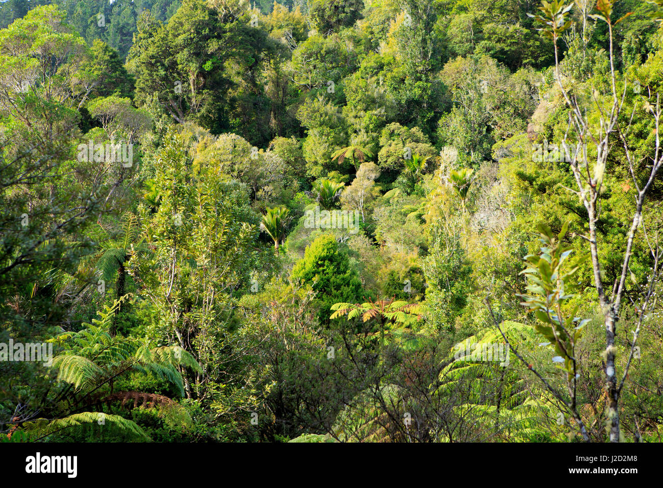 The beautiful rainforest scenery of the Kauri Lookout Trail within the ...