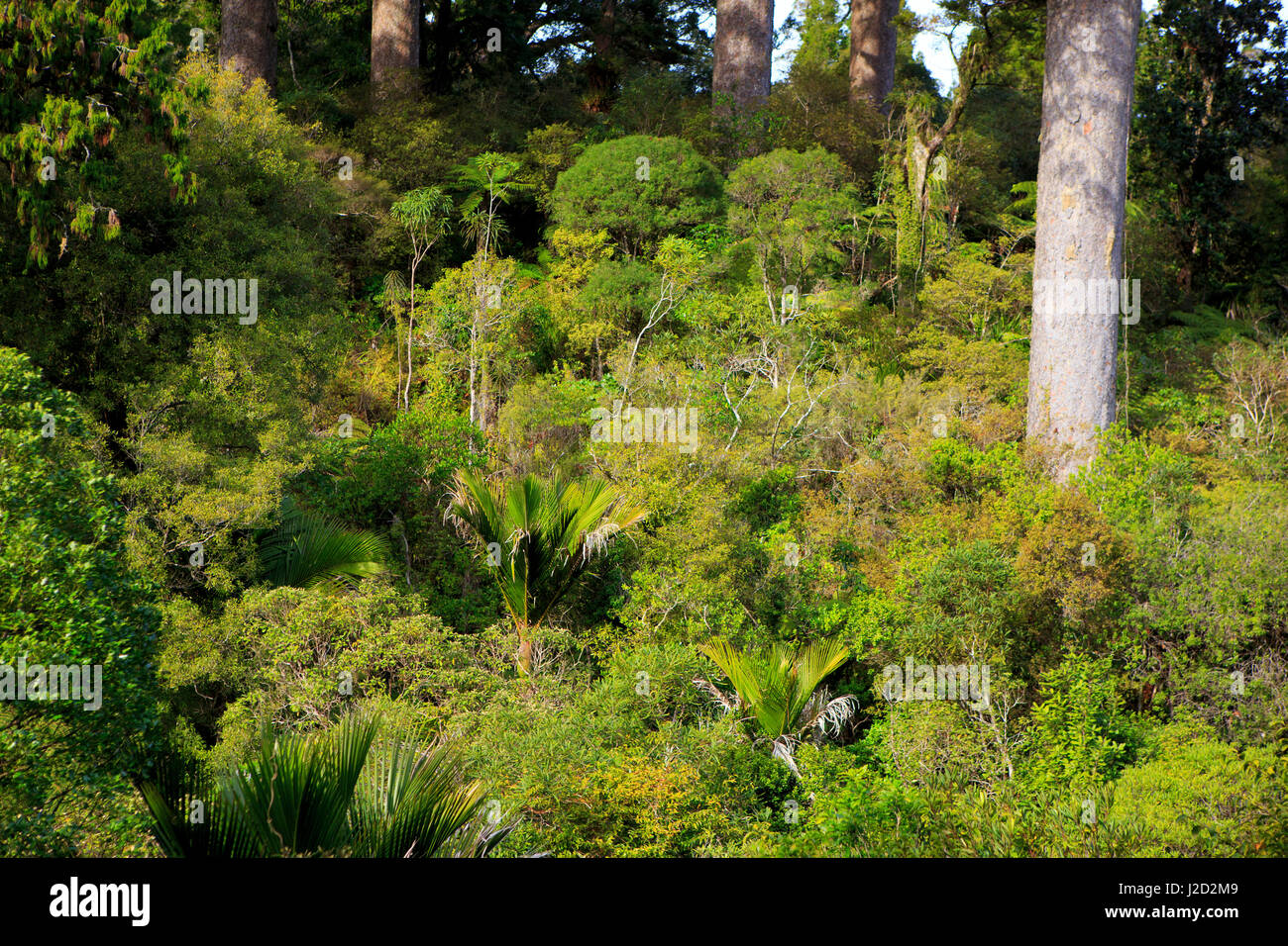 The beautiful rainforest scenery of the Kauri Lookout Trail within the ...