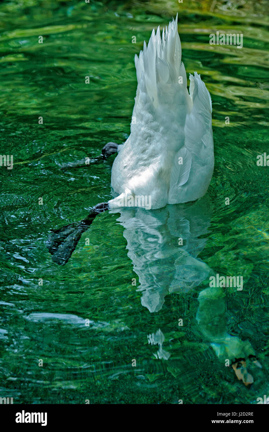 A swan dive with reflection Stock Photo - Alamy