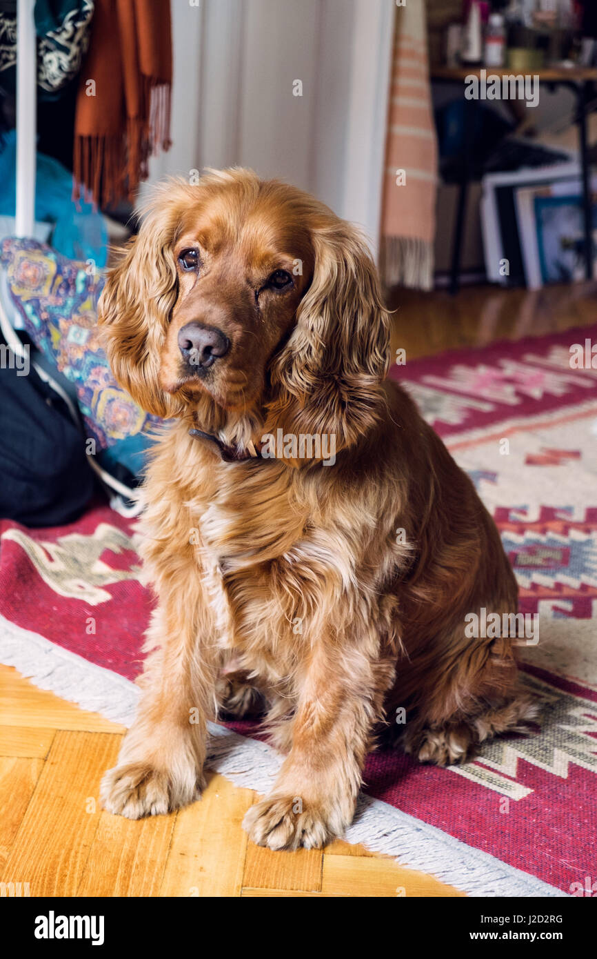 Cocker spaniel dog in the room Stock Photo - Alamy