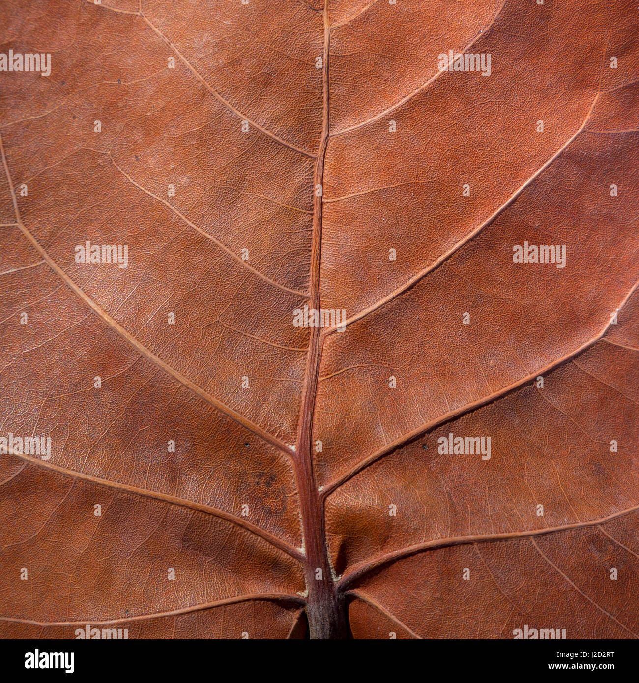 Bahamas, Little Exuma Island. Sea grape leaf close-up. Credit as: Don ...