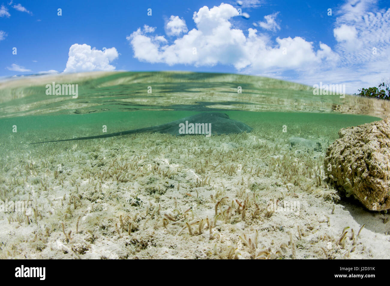 Above and underwater photograph of a large southern stingray in shallow ...