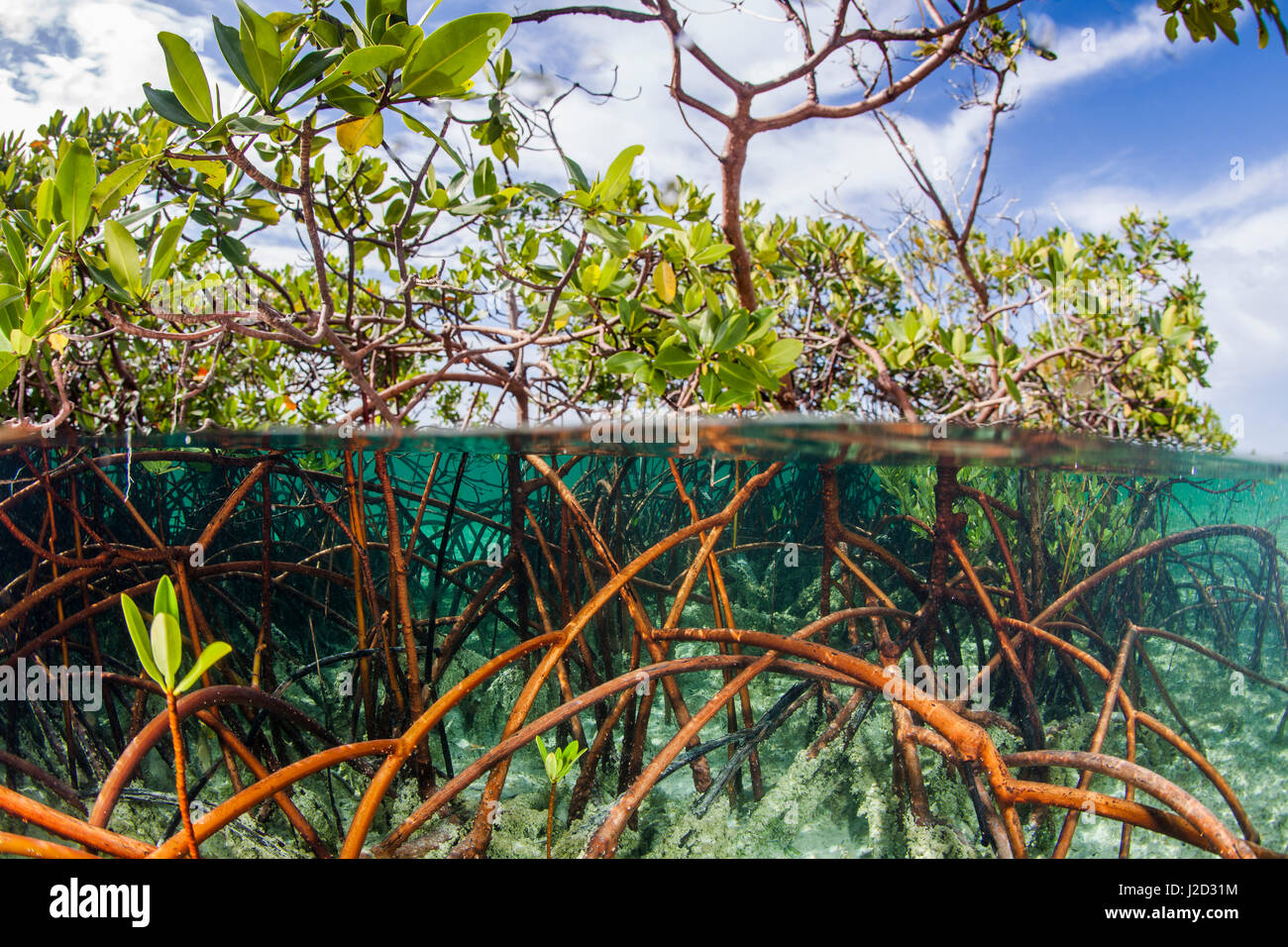 Above water and below water view of mangrove with juvenile snapper and ...