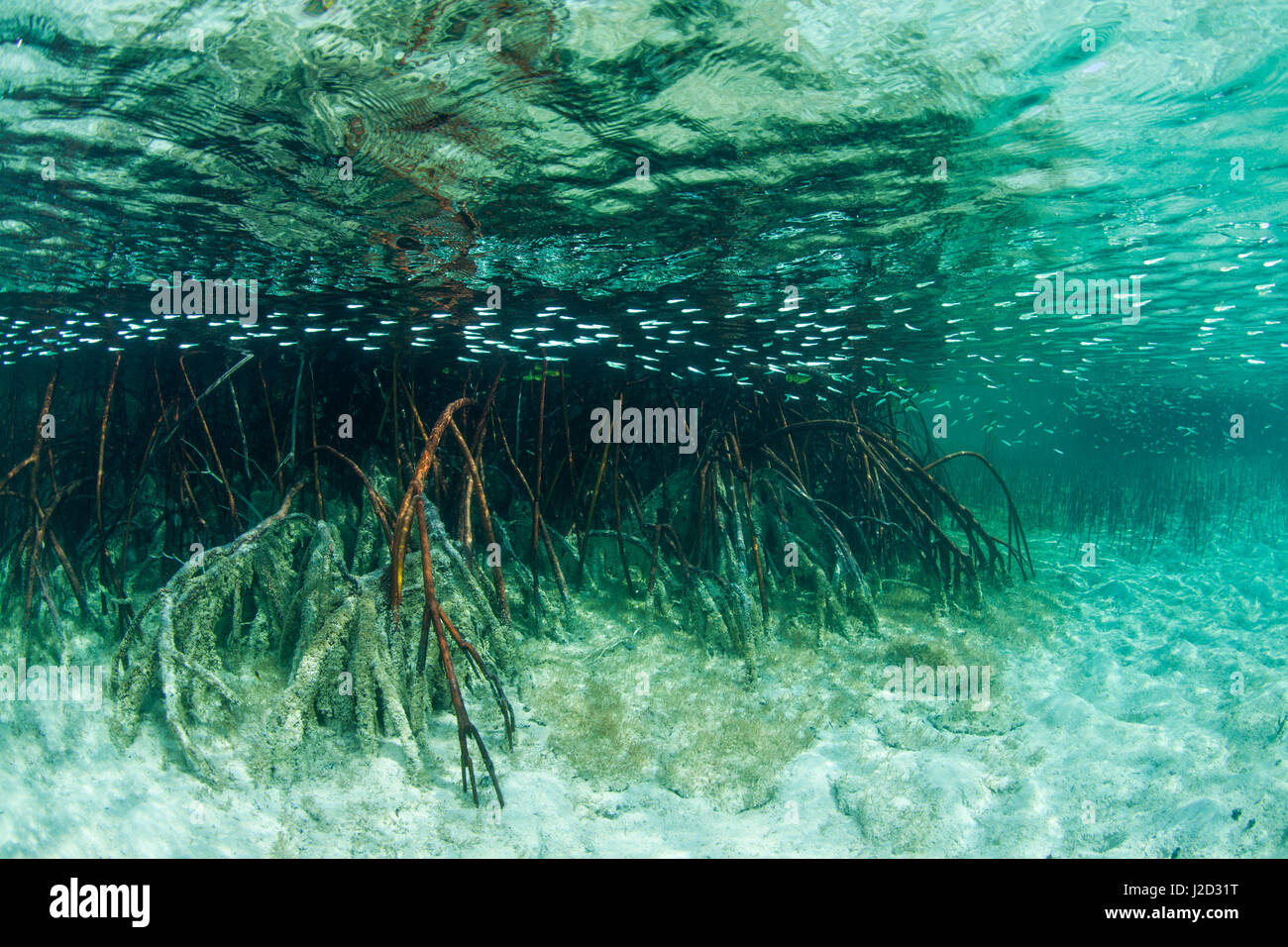 Mangrove Root Fish Stock Photos & Mangrove Root Fish Stock Images - Alamy