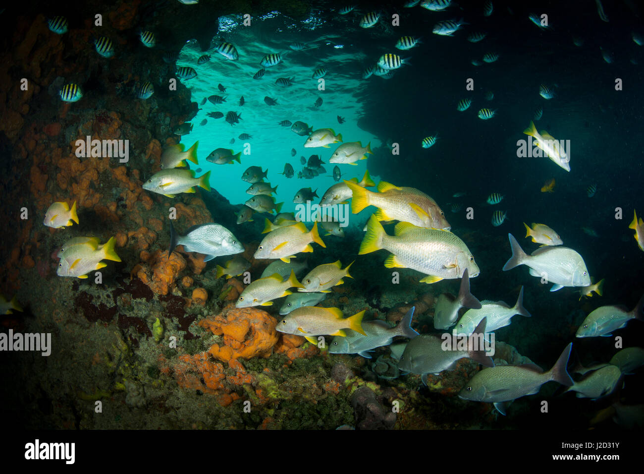 Schoolmaster Snappers, Mangrove Snappers, Sergeant Major Fish and other ...