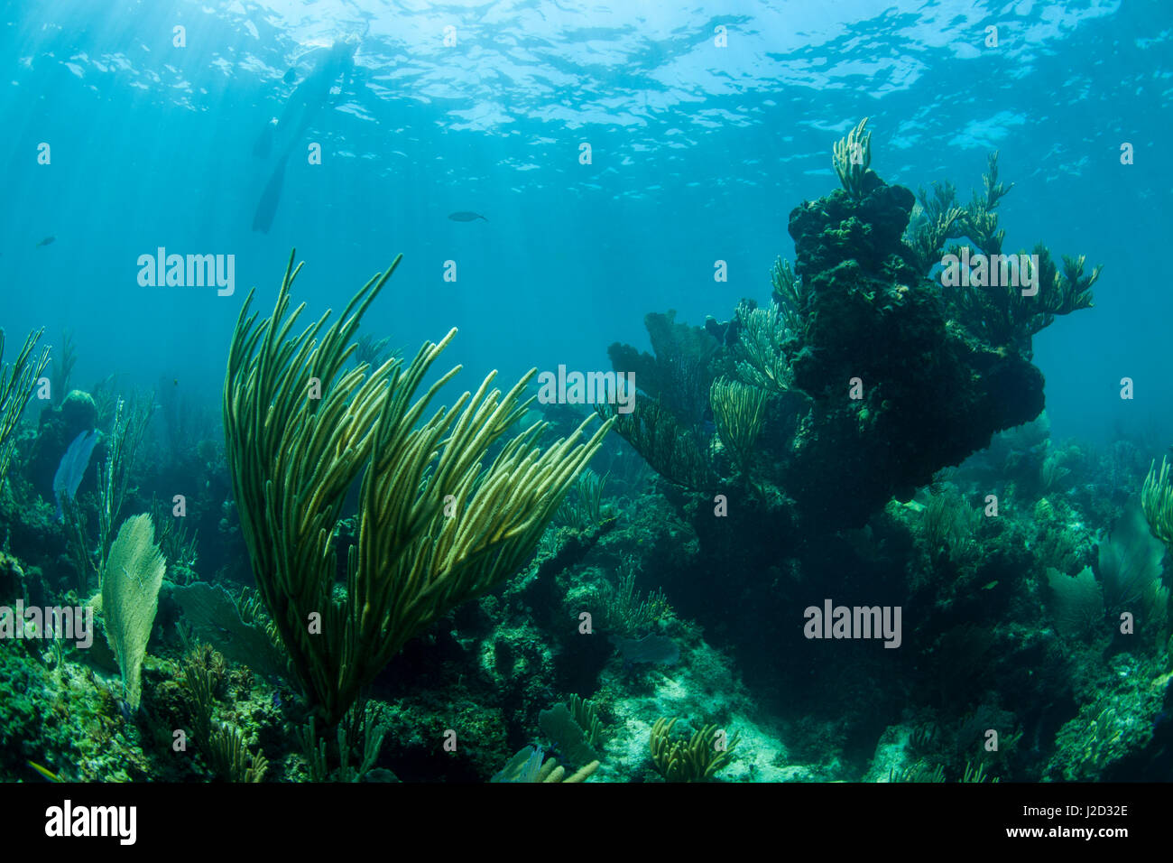 Coral reef with snorkeler in the background in clear blue water near ...