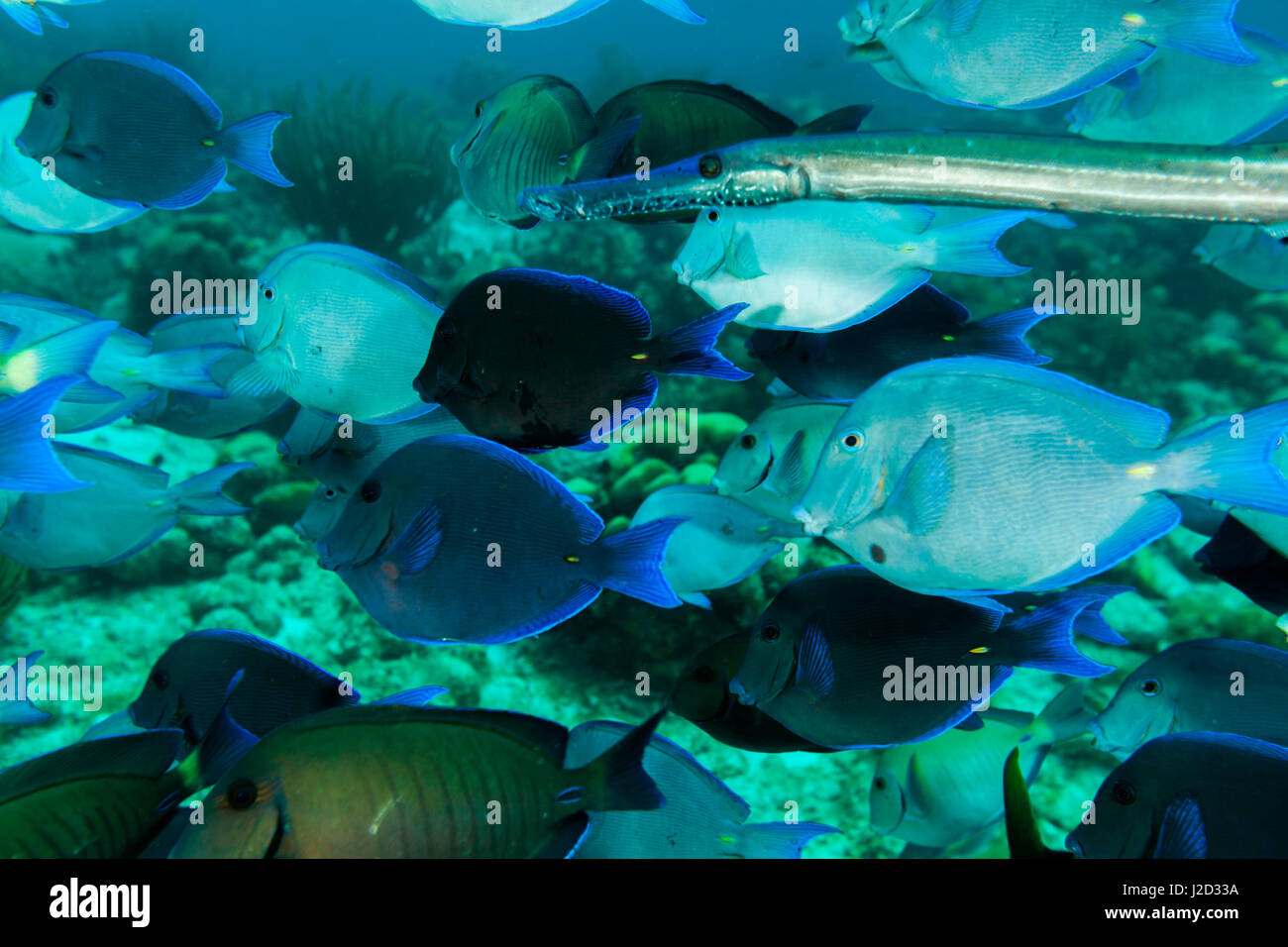 Single trumpetfish swimming among a school of blue and purple tangs off ...