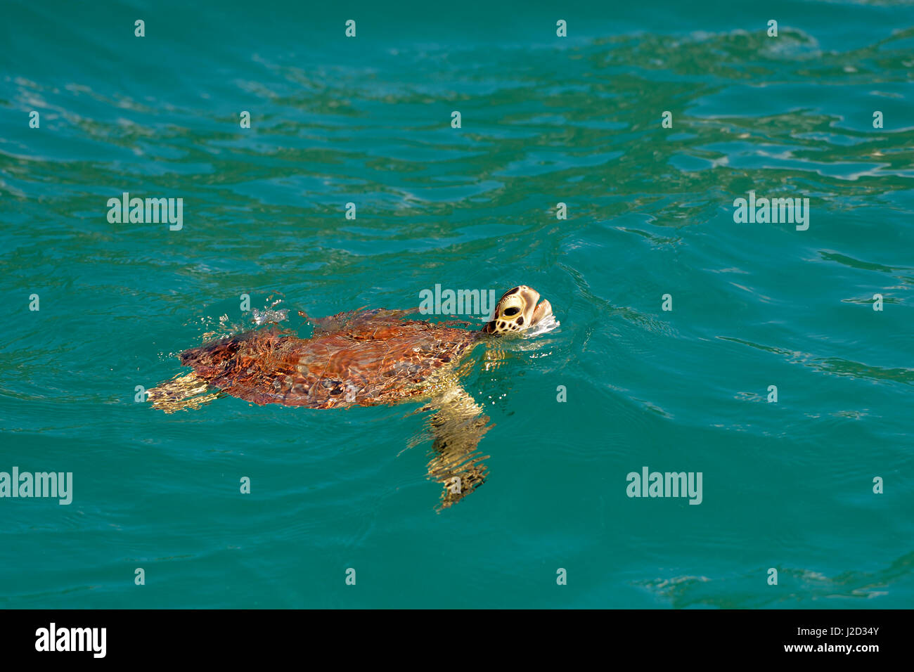 Sandy Cay. British Virgin Islands, Tortola. Green Sea Turtle swimming ...