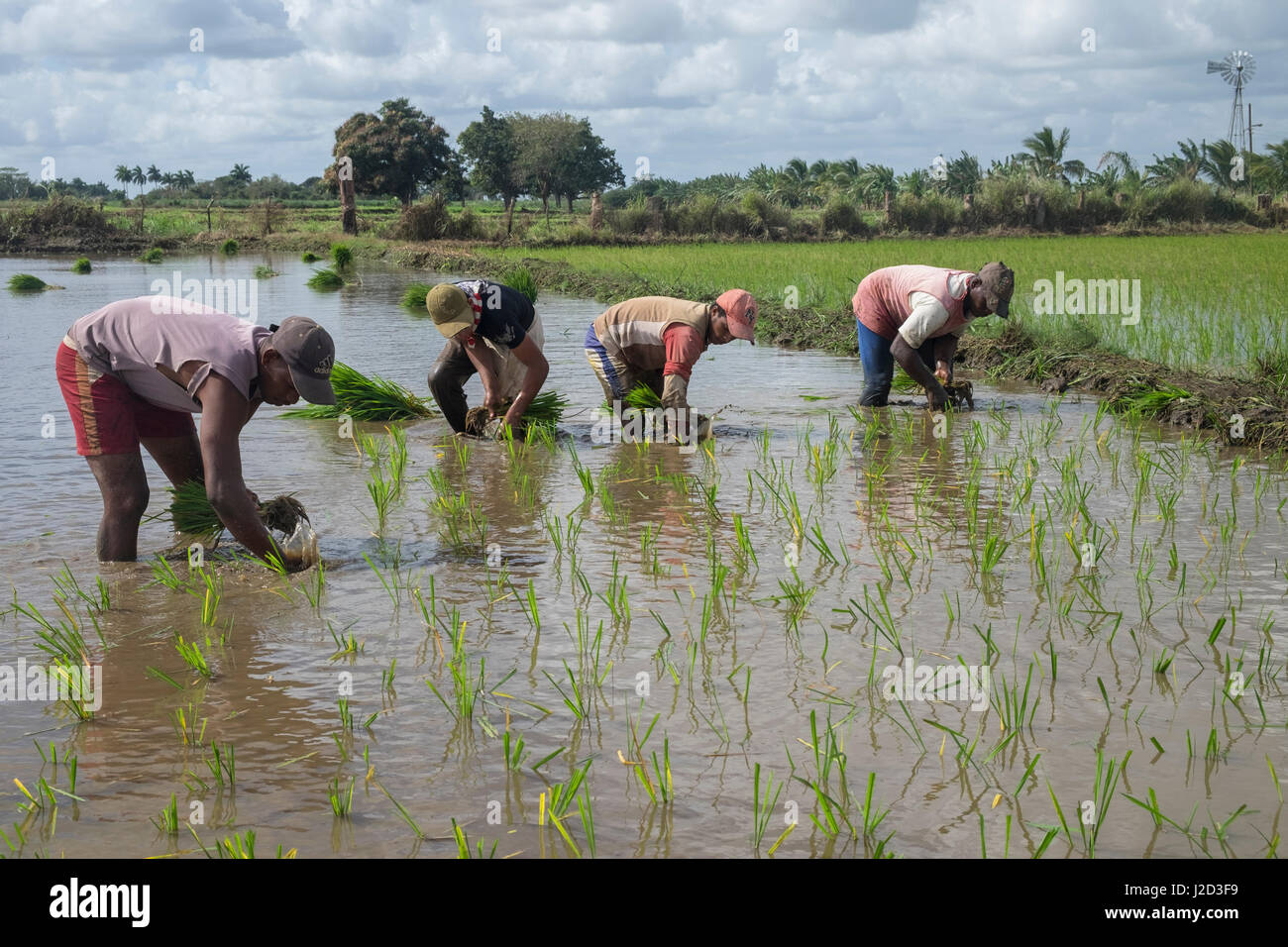Men plant rice hi-res stock photography and images - Alamy