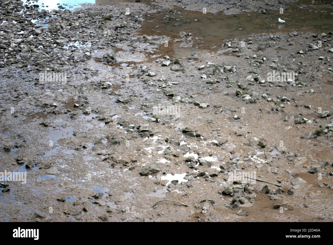 Mudflats at the Thames Stock Photo - Alamy