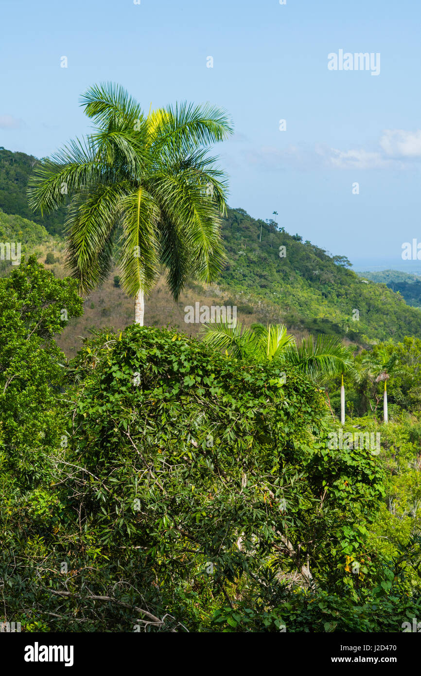 Cuba. Artemisa. Las Terrazas. UNESCO biosphere preserve and eco ...