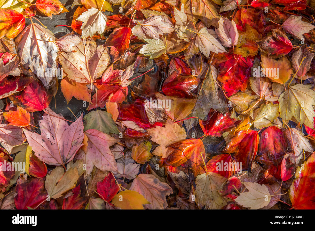 A bright mix of colorful leaves lie on the ground, moistened by recent ...