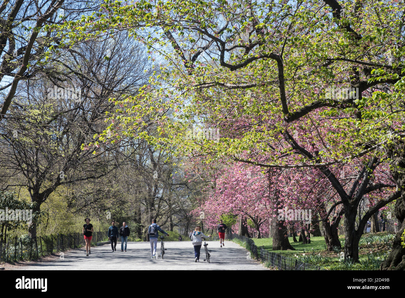 Central Park in Springtime, New York City, USA Stock Photo - Alamy
