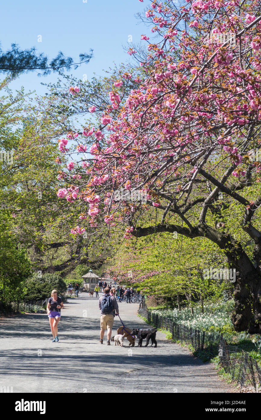 Central Park in Springtime, New York City, USA Stock Photo - Alamy