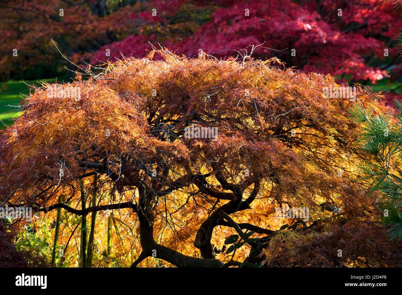 Japanese maple vancouver fall hi-res stock photography and images - Alamy