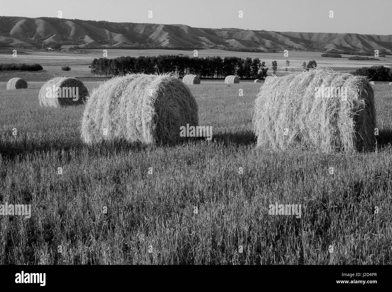 Hay grass Black and White Stock Photos & Images - Alamy