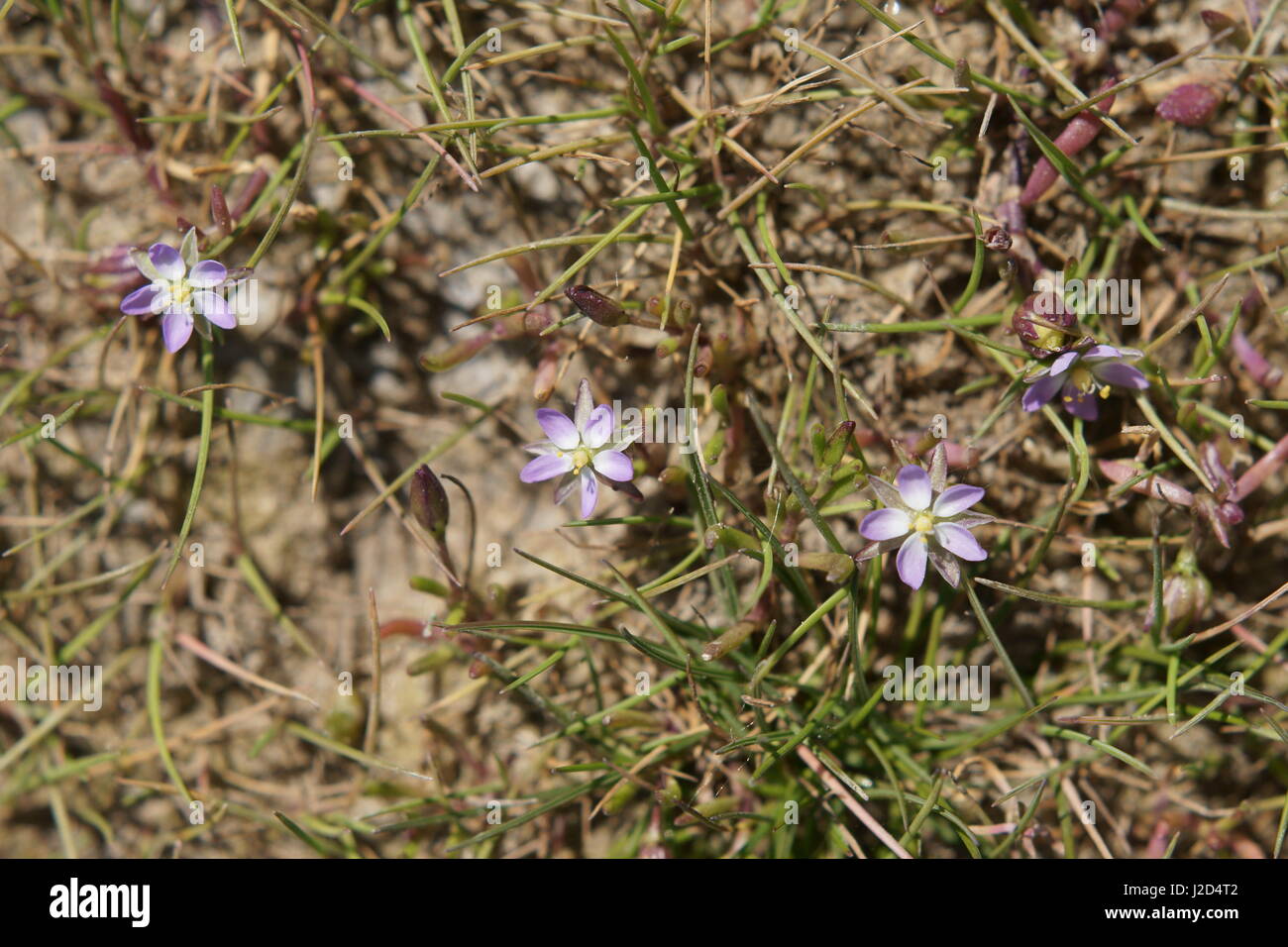 Spergularia marina hi-res stock photography and images - Alamy