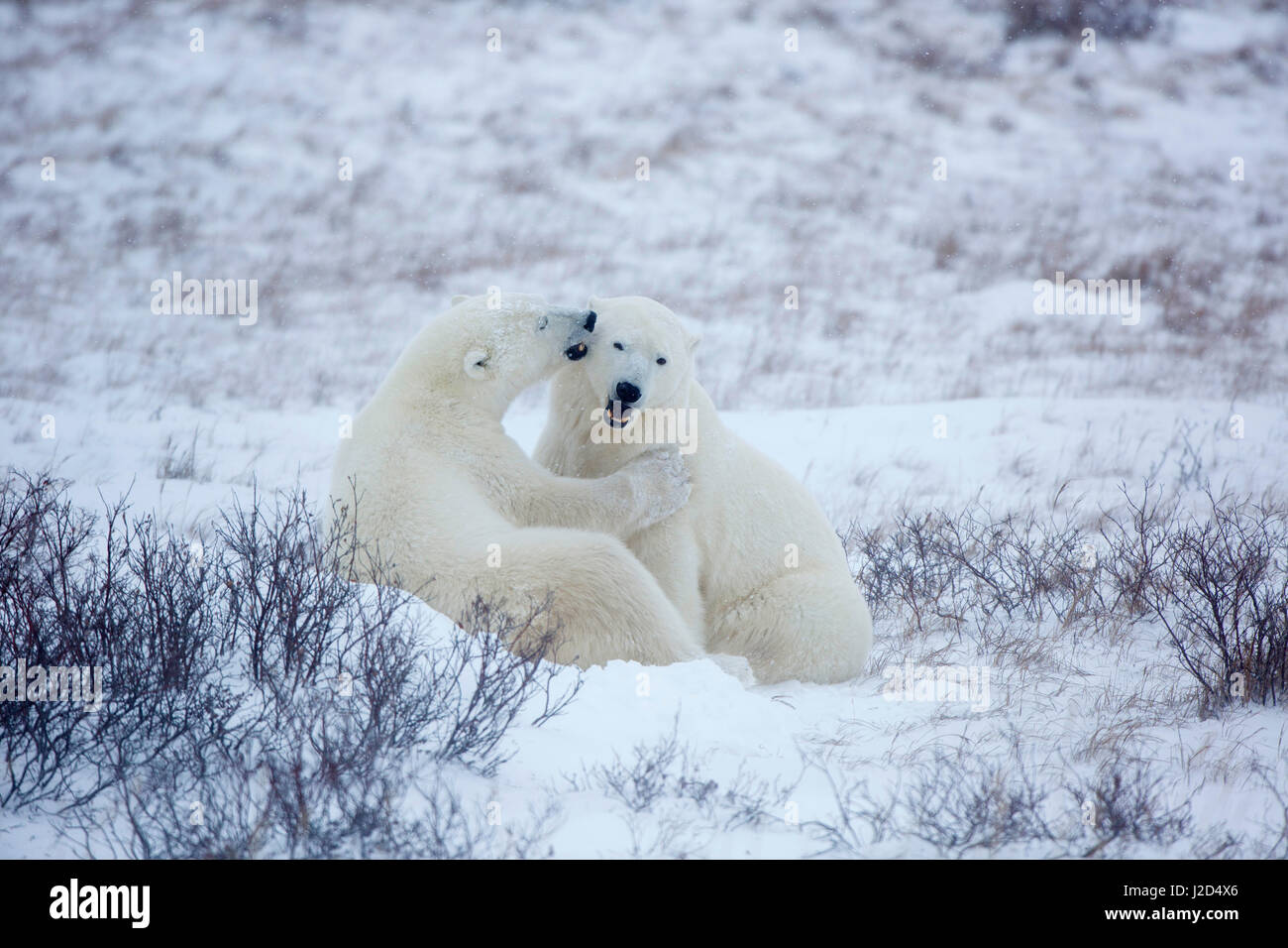 Polar Bears (Ursus maritimus) sparring in Churchill Wildlife Management Area, Churchill ...