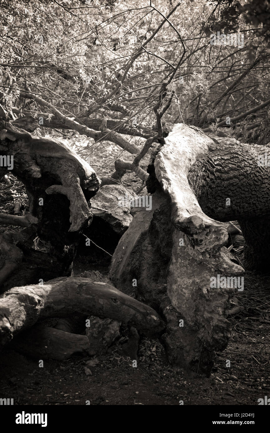 A fallen tree Stock Photo - Alamy