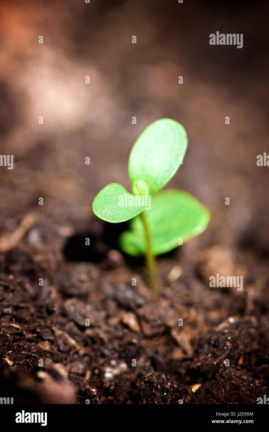 Seedling stem growth hi-res stock photography and images - Alamy
