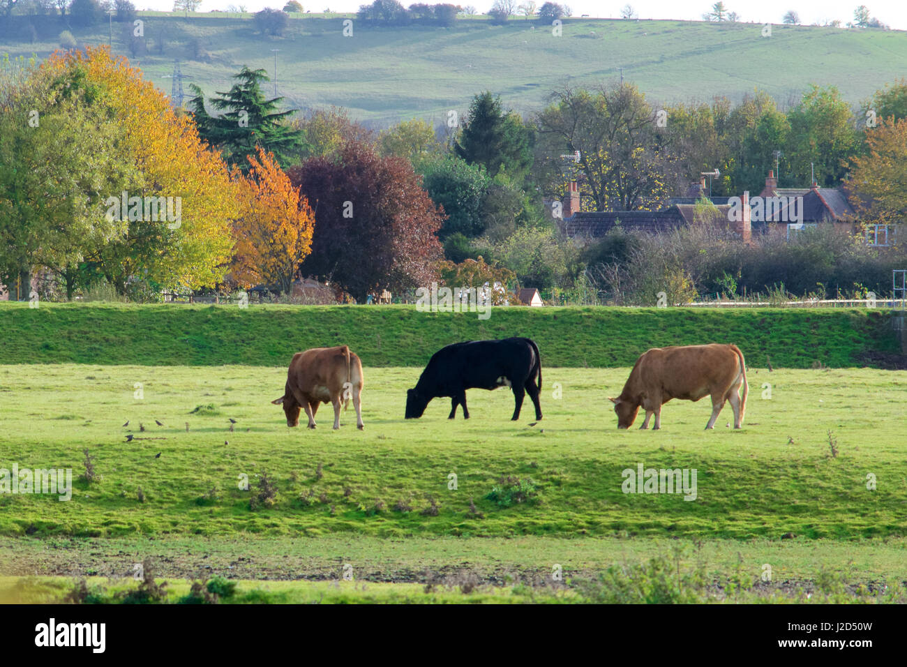 Three cows in a field Stock Photo - Alamy