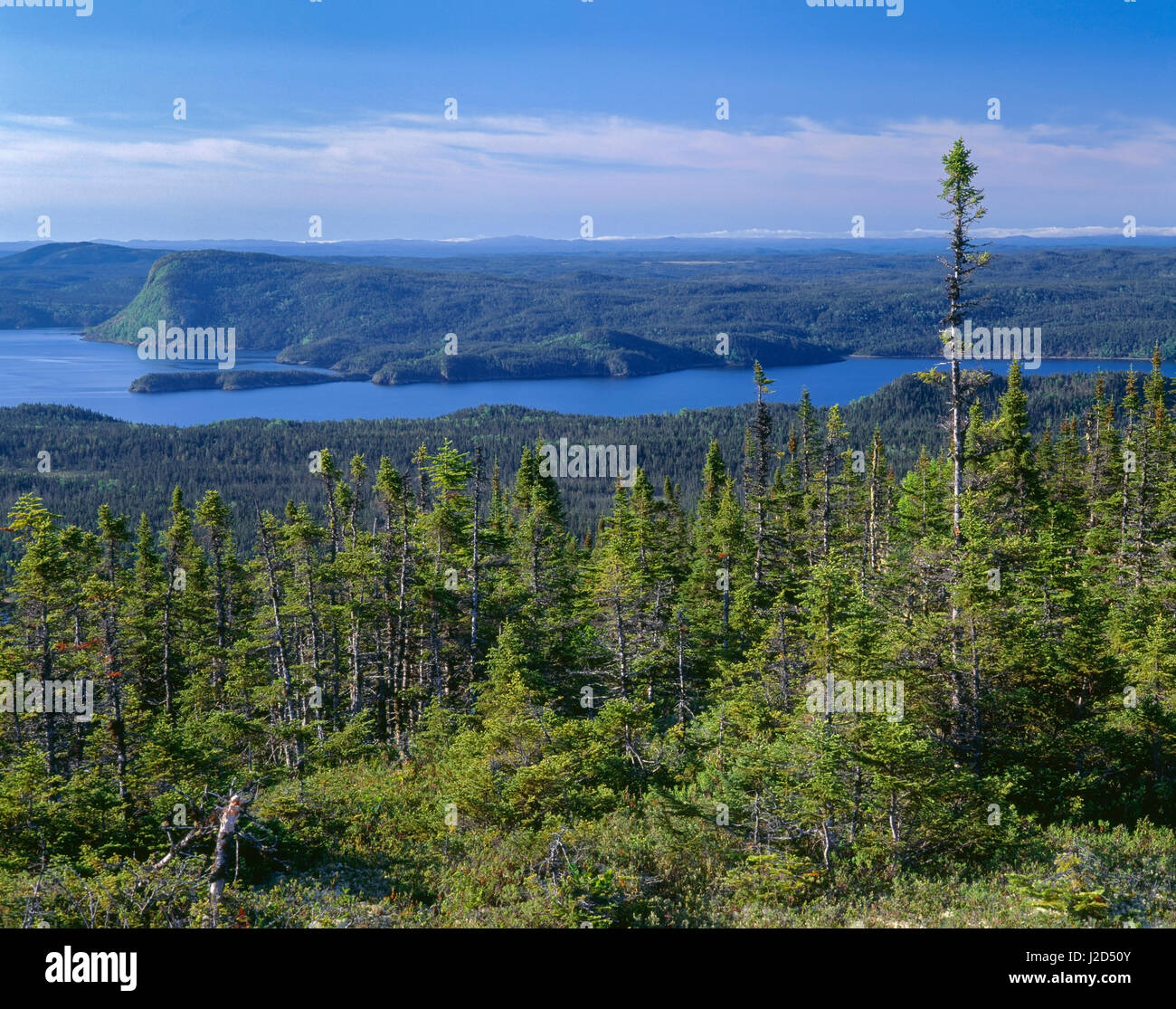 Canada, Newfoundland, Terra Nova National Park, Boreal forest surrounds ...