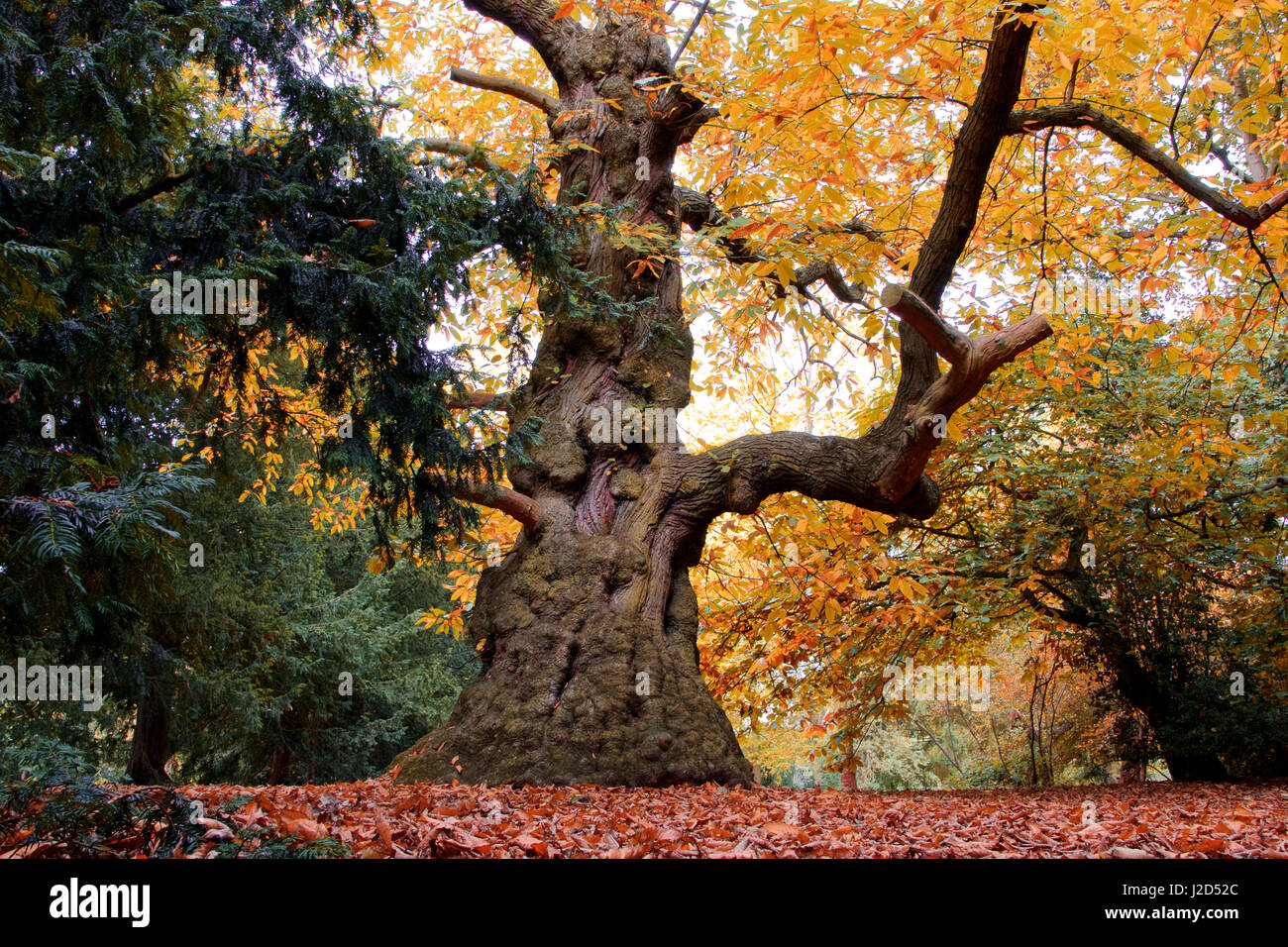 A mighty oak in autumnal glory Stock Photo - Alamy