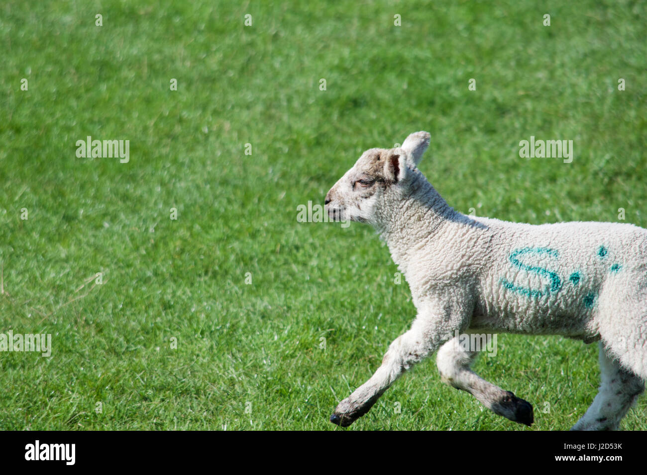 Spring lamb in a field Stock Photo - Alamy