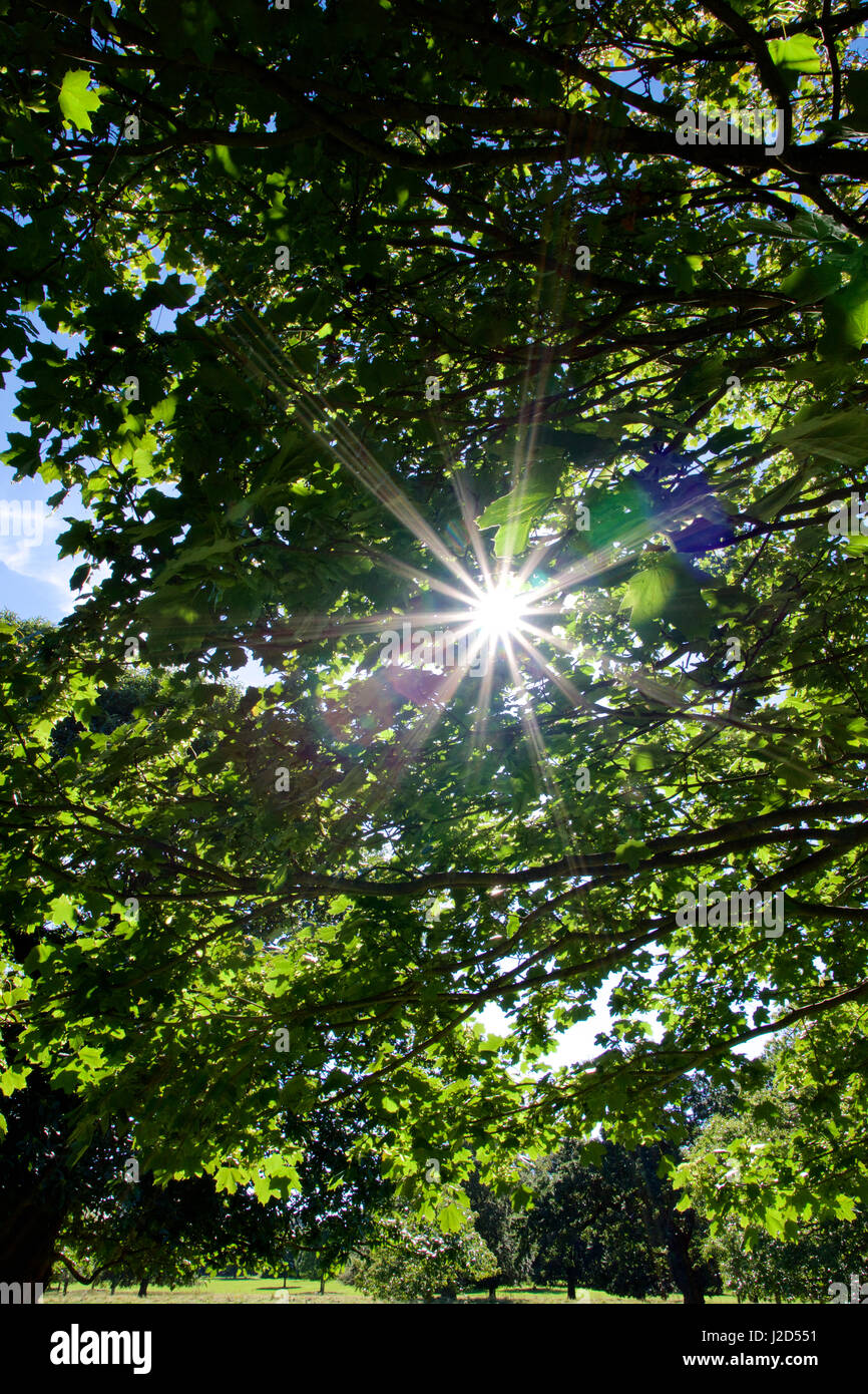 Sun light through the tree canopy Stock Photo - Alamy