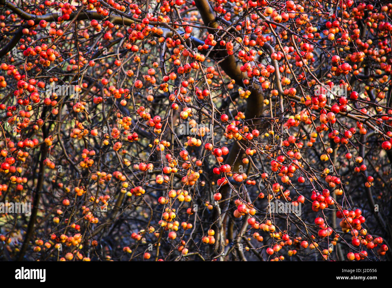 Canada, Nova Scotia, Cape Breton, Apple tree in fall Stock Photo - Alamy