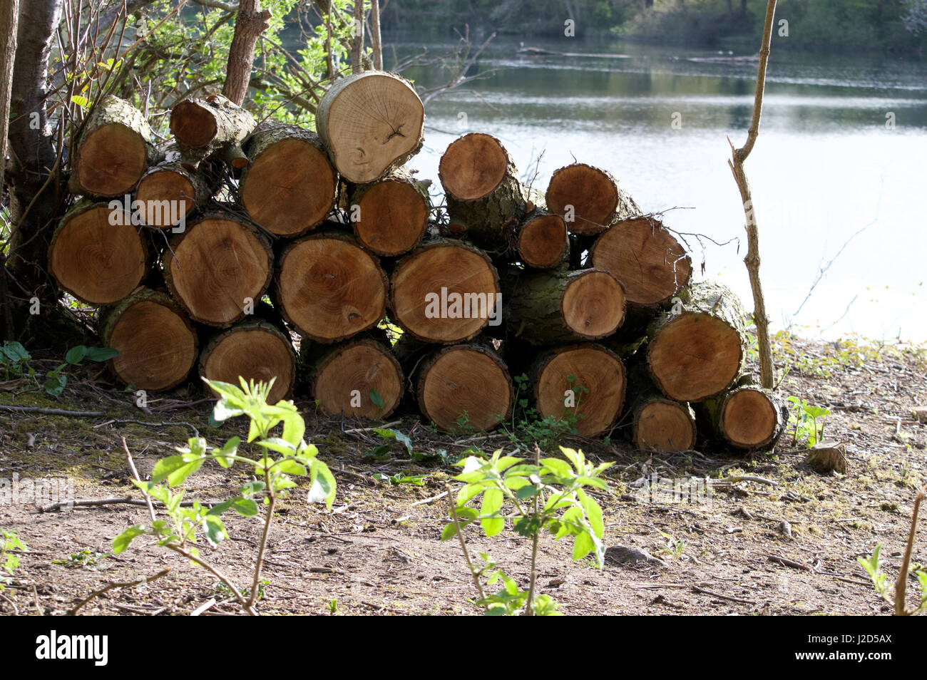 Timber pile hi-res stock photography and images - Alamy