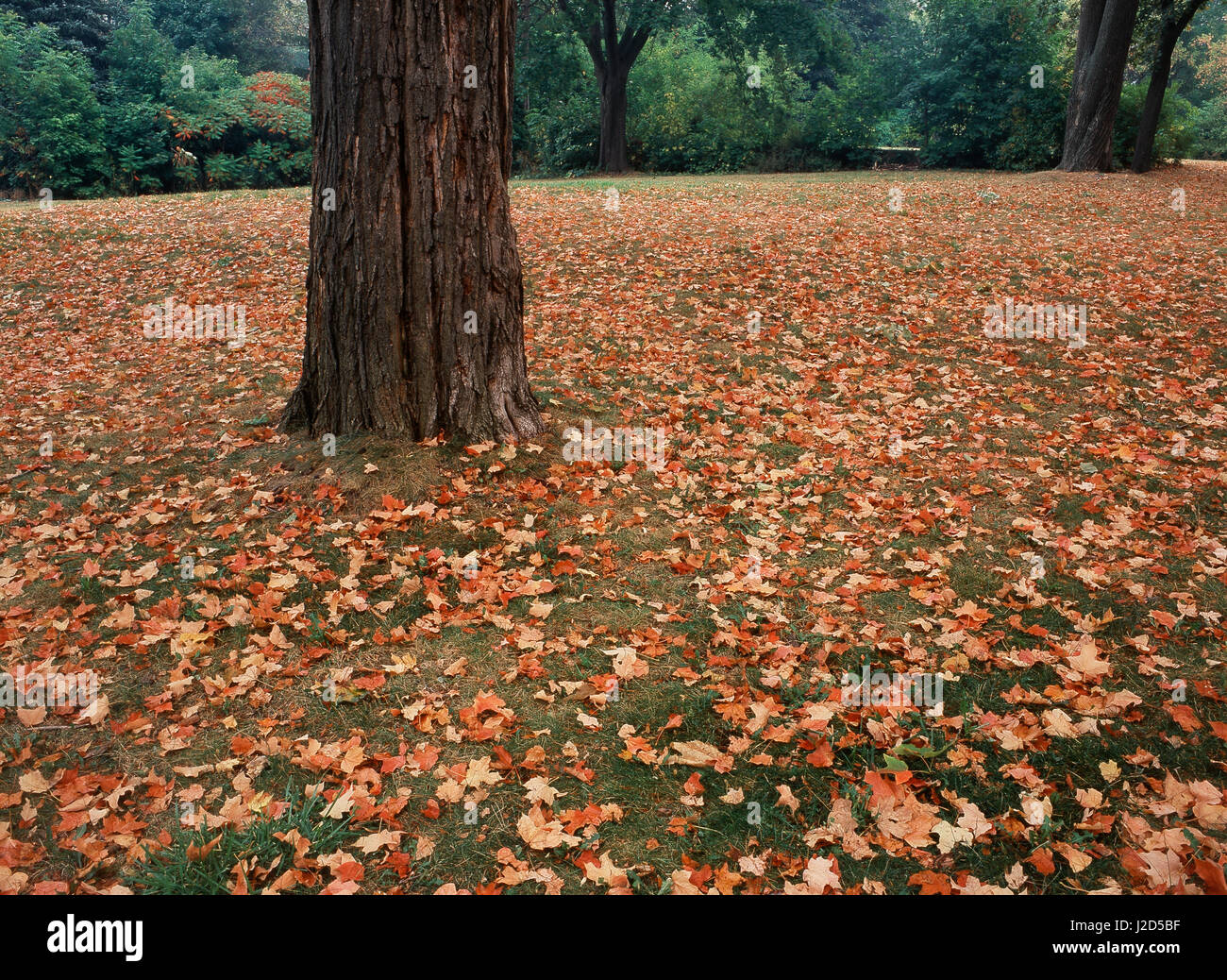 Canada, Ontario, Kitchener, Urban Park (Large format sizes available ...