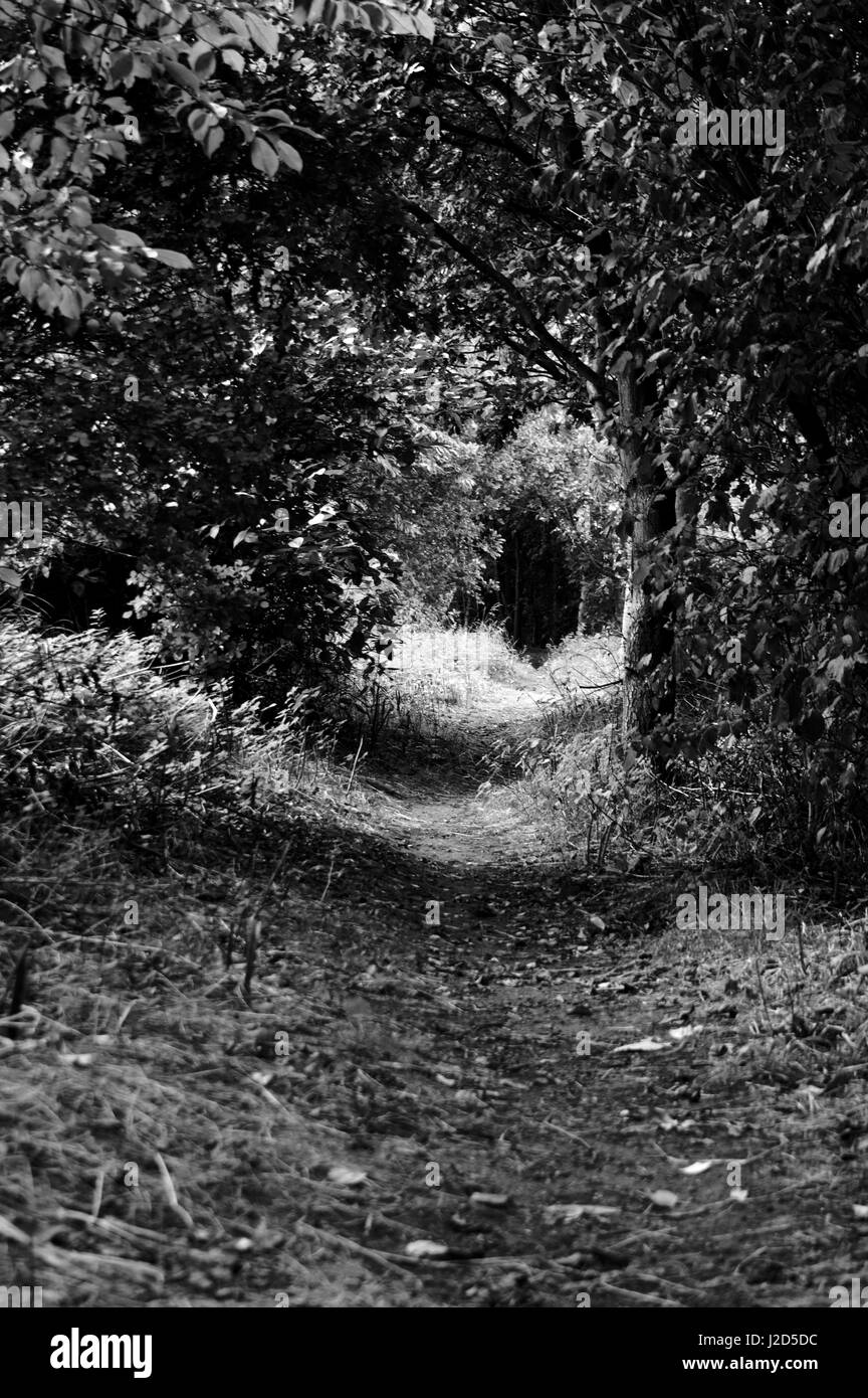 An arch made by trees Stock Photo - Alamy