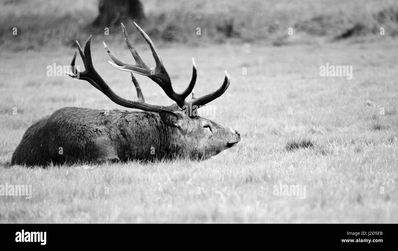 Red deer with fawn Black and White Stock Photos & Images - Alamy