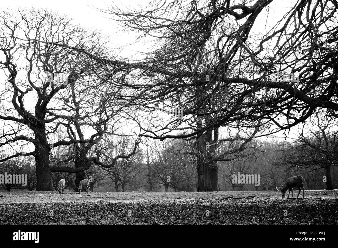 Deer feeding under a tree Stock Photo - Alamy