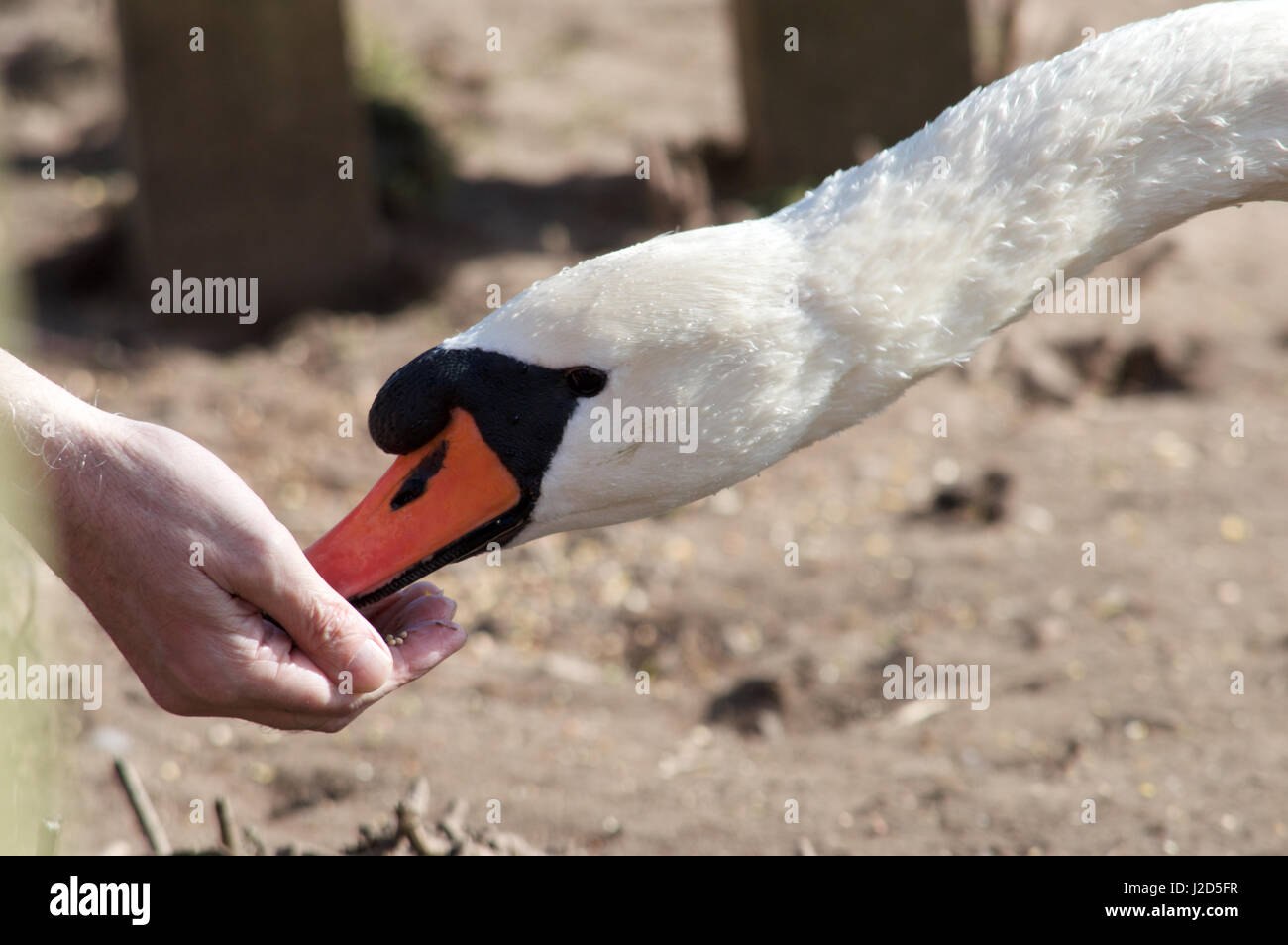 Person Feeding Swan High Resolution Stock Photography and Images - Alamy