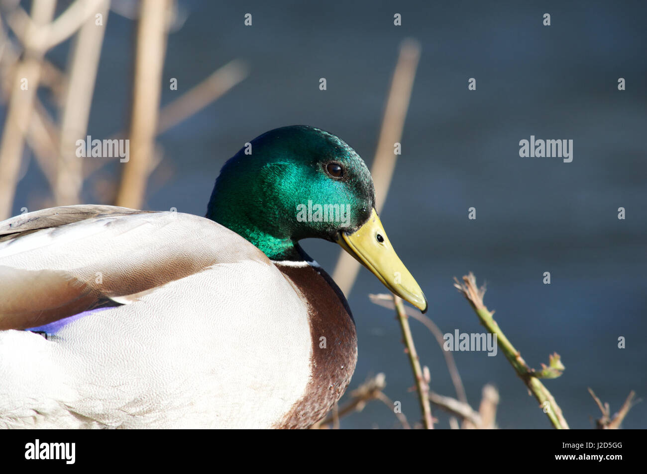 Mallard male young hi-res stock photography and images - Alamy