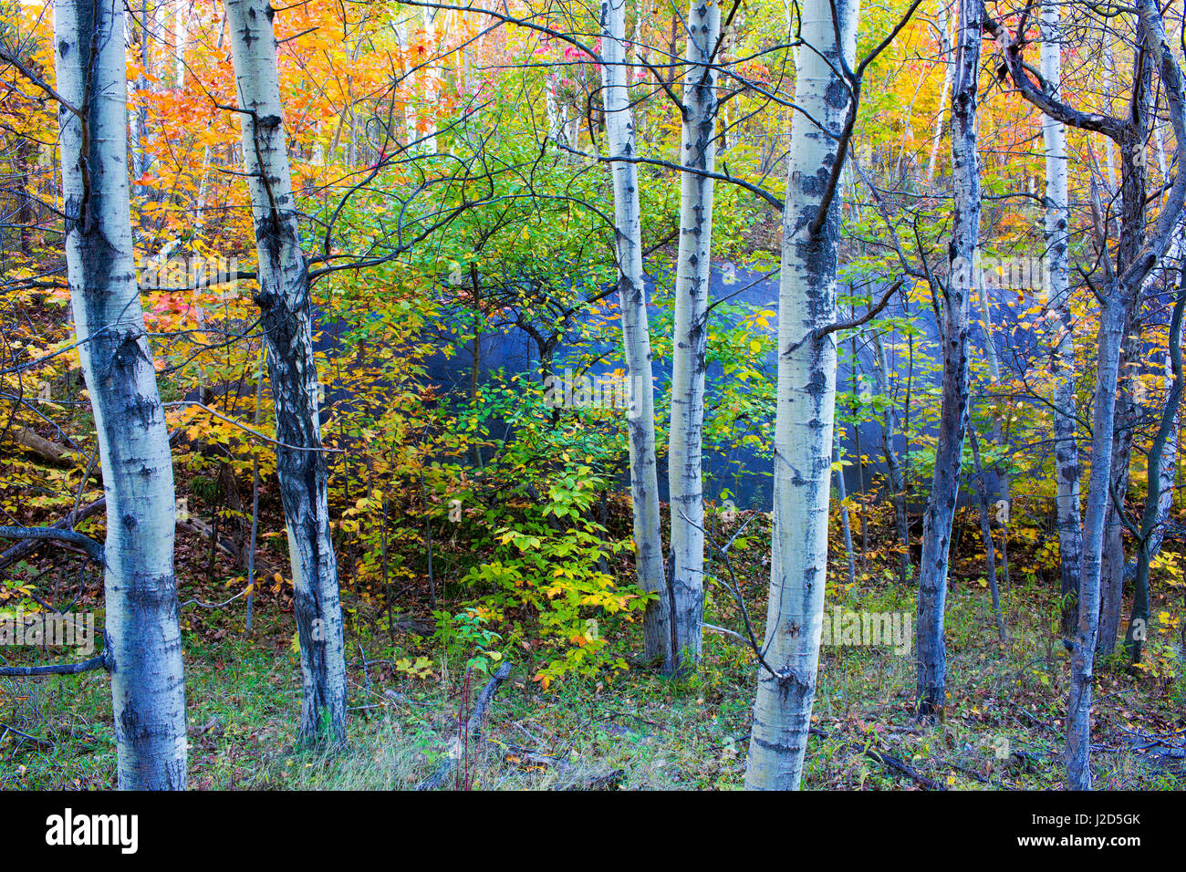 Canada, Quebec, Mount St. Bruno Conservation Park. Aspen poplar trees ...