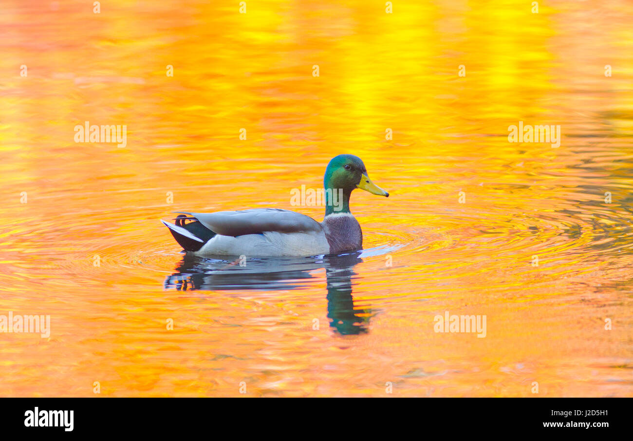Canada, Quebec, Mount St-Bruno Conservation Park. Mallard drake autumn ...