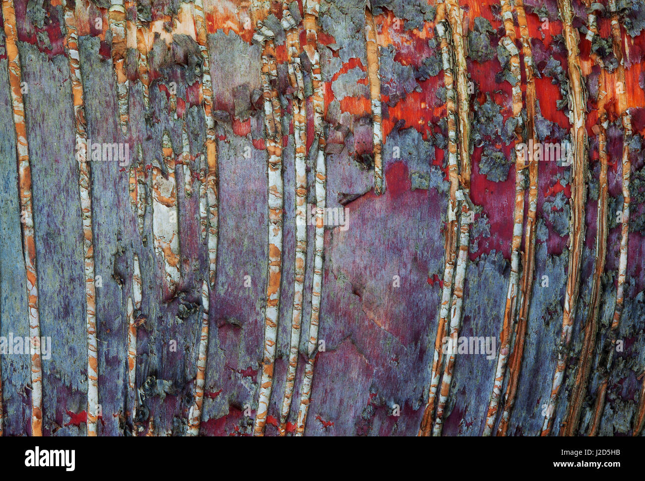 Canada, Quebec, Mount St-Bruno Conservation Park. White birch root bark ...