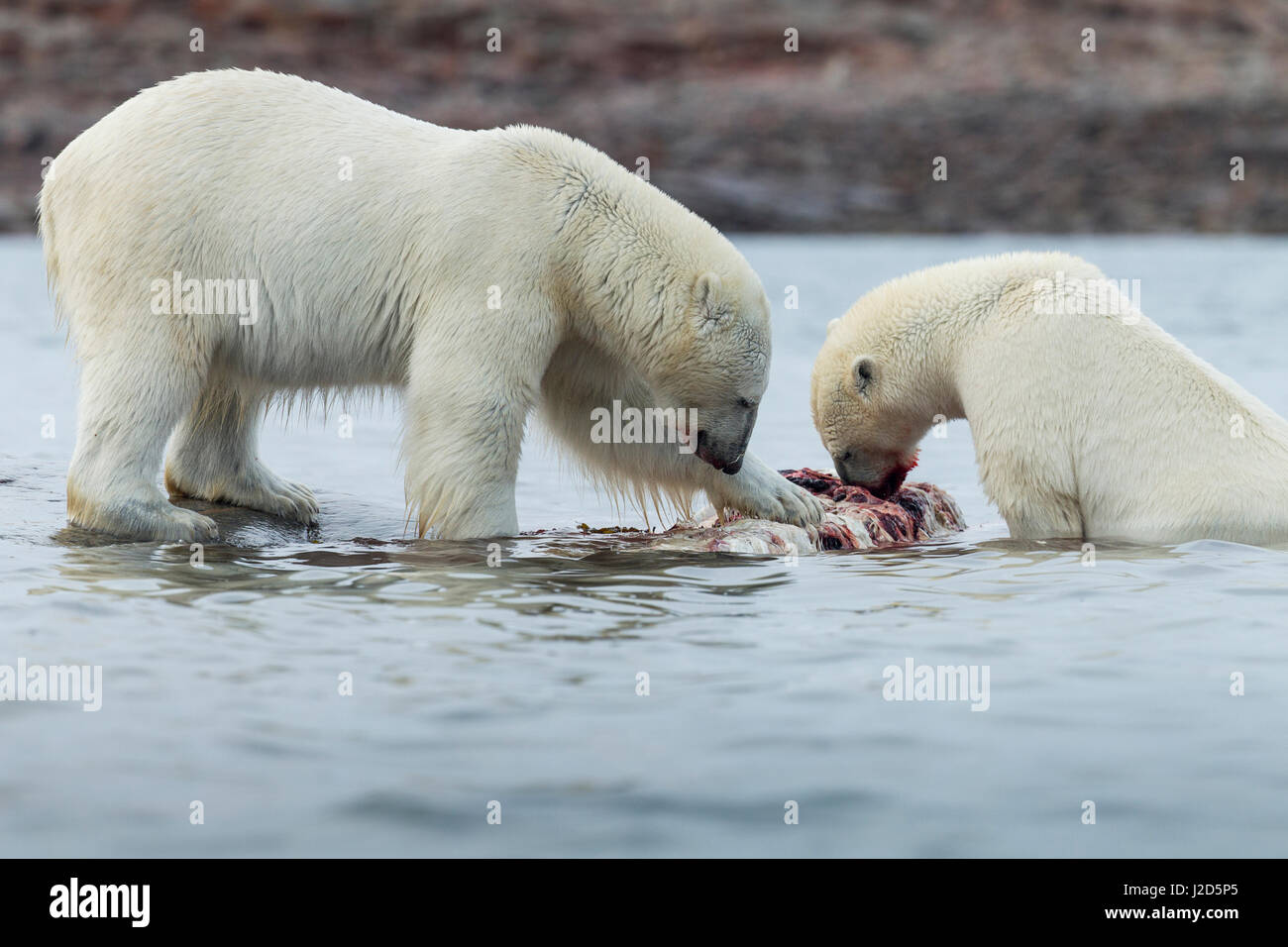 Canada, Nunavut Territory, Repulse Bay, Two Polar Bears (Ursus ...