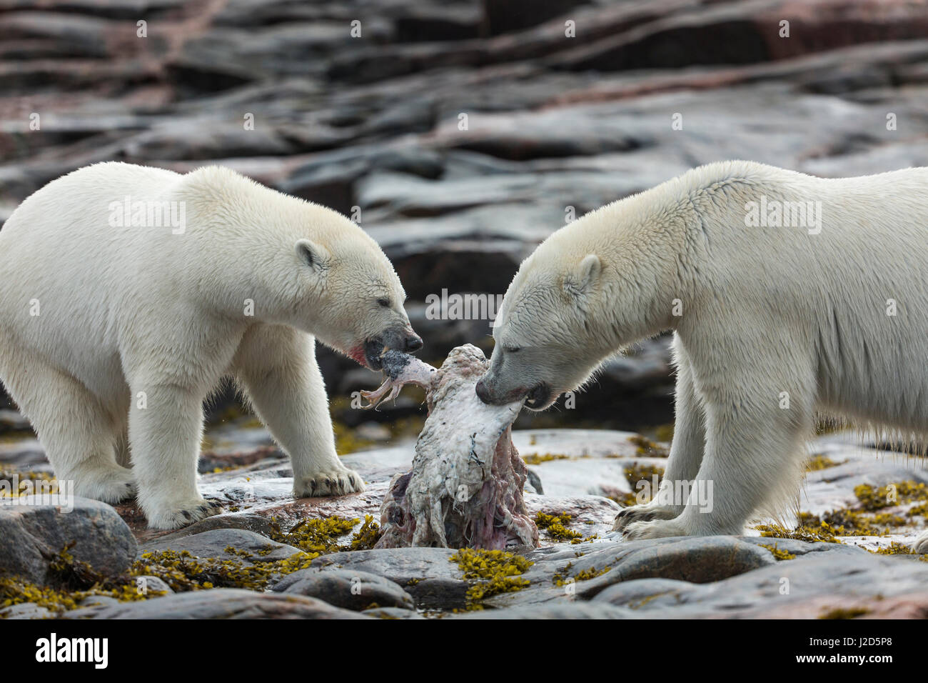 Canada, Nunavut Territory, Repulse Bay, Polar Bears (Ursus maritimus ...